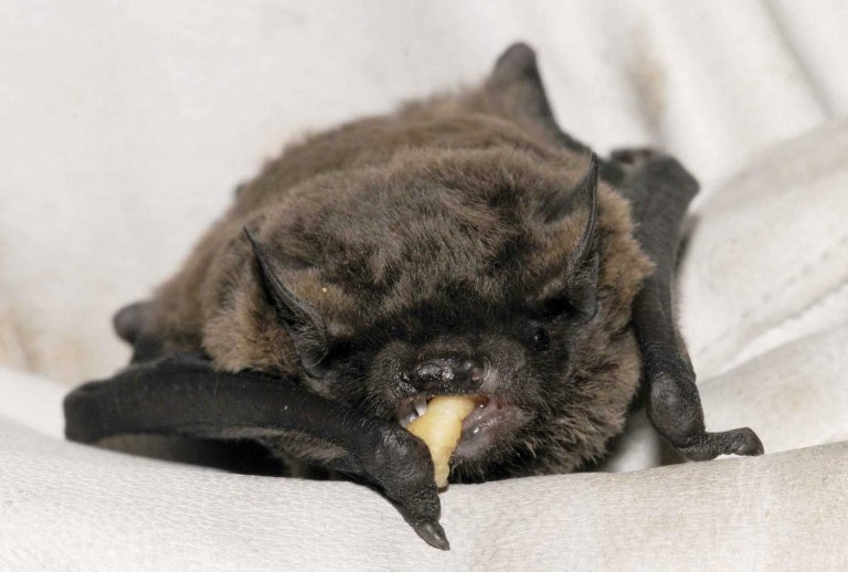 Advice if you have found a bat | Essex Bat Group